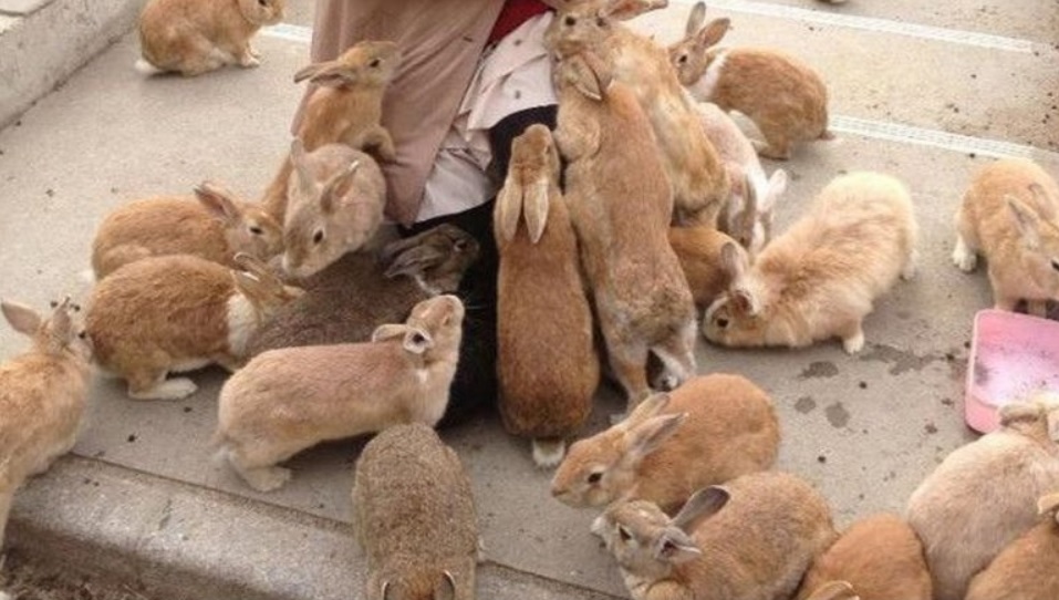 Calbuco: Plaga de Conejos afecta huertas de pequeños agricultores de ...